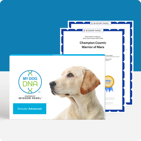 Canine Parentage Testing Explained – MyDogDNA