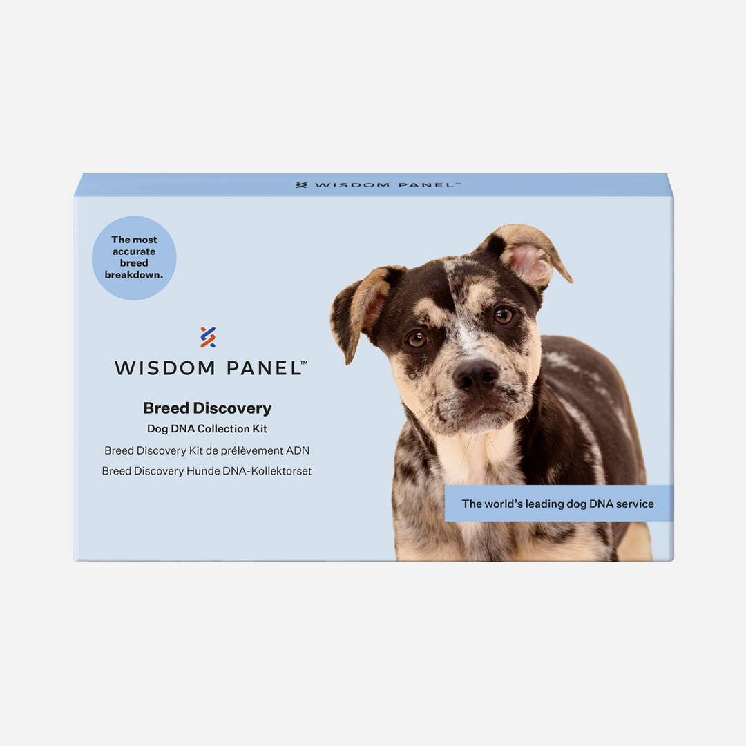 CDDY and Intervertebral Disc Disease in Dogs – MyDogDNA